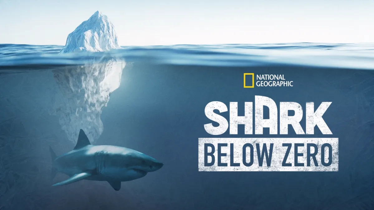 Watch Shark Below Zero | Disney+