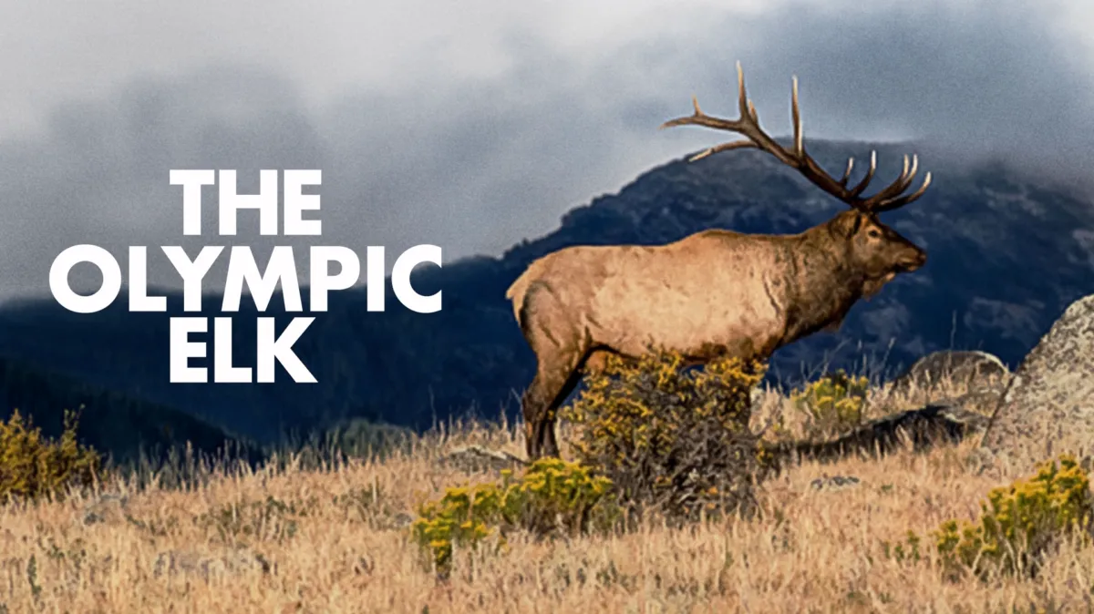 Watch The Olympic Elk | Disney+