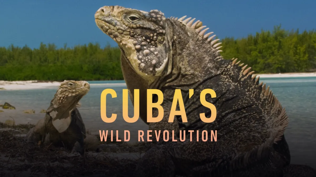Watch Cuba's Wild Revolution | Disney+