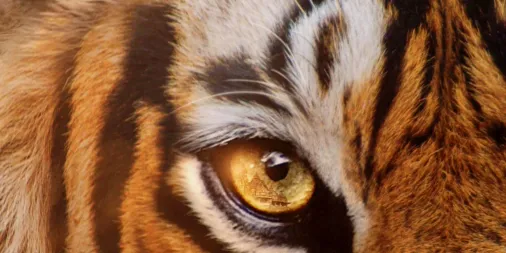 Watch Tigers on the Rise | Disney+