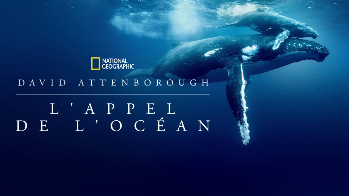 Regarder David Attenborough : L'Appel de l'Océan | Disney+