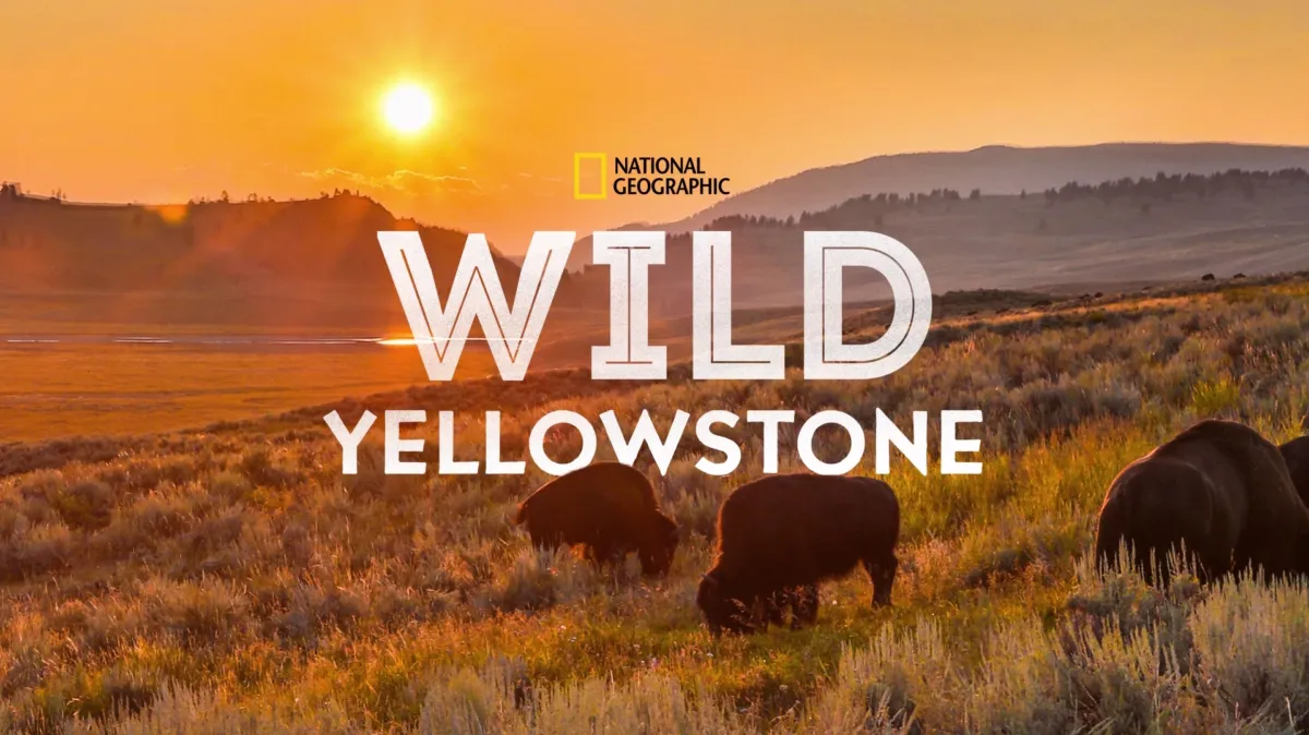 Watch Wild Yellowstone | Disney+