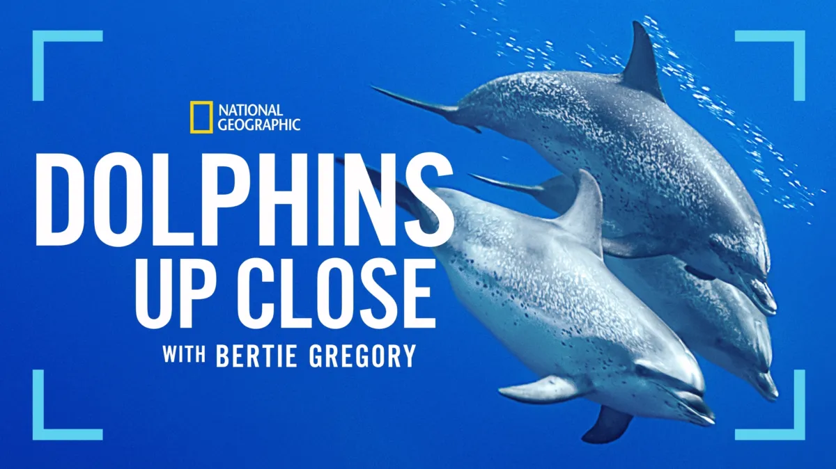 Watch Dolphins Up Close with Bertie Gregory | Disney+