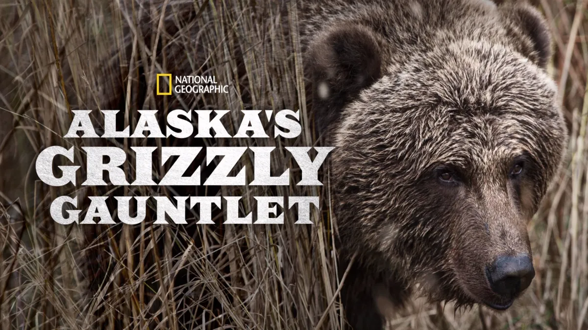 Watch Alaska's Grizzly Gauntlet | Disney+