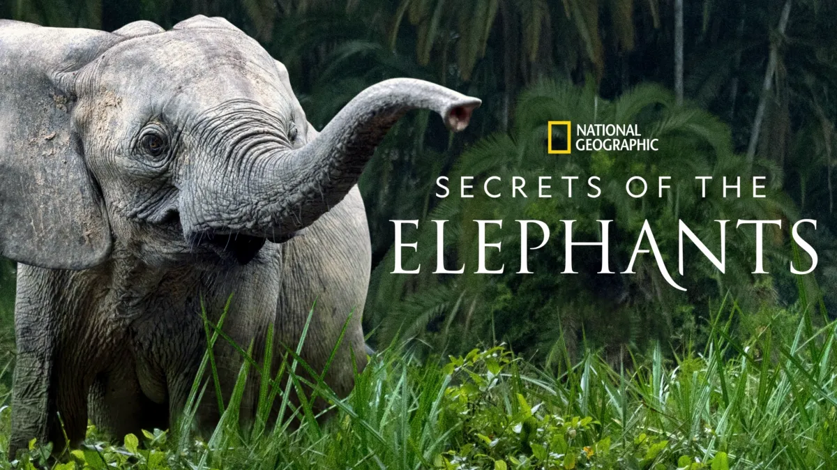 Watch Secrets of the Elephants | Full Episodes | Disney+ Australia