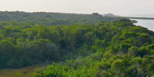 Watch Rainforest First: Climate Protection in Central Africa | Disney+