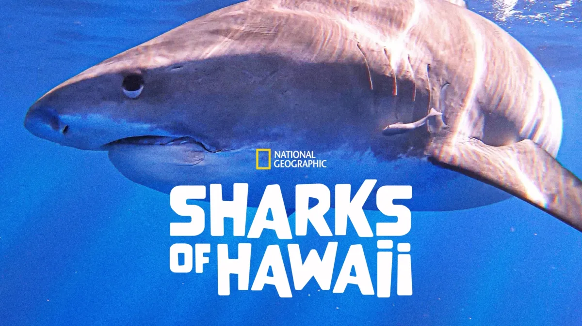 Watch The Sharks of Hawaii | Disney+