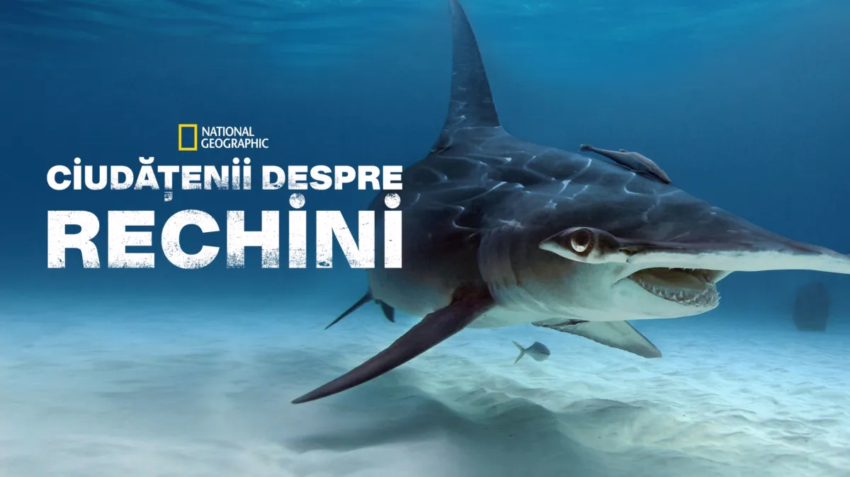 Vizionează Ciudățenii despre rechini | Disney+