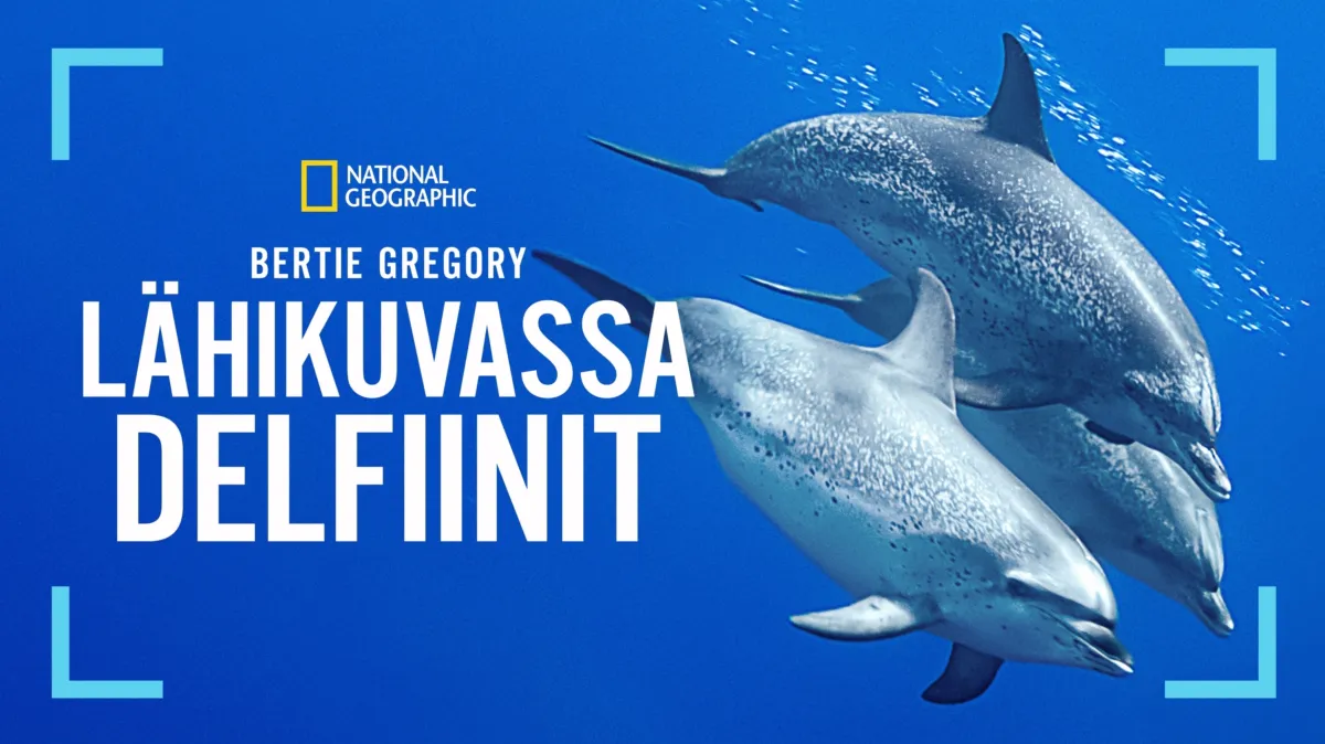 Katso Bertie Gregory – lähikuvassa delfiinit | Disney+