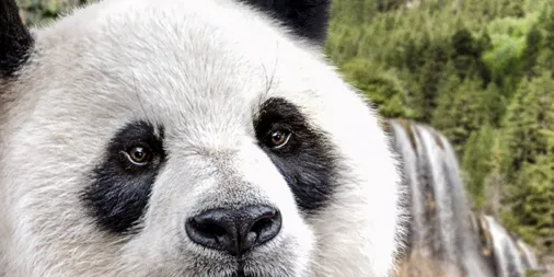 Regarder Né en Chine | Épisodes complets | Disney+