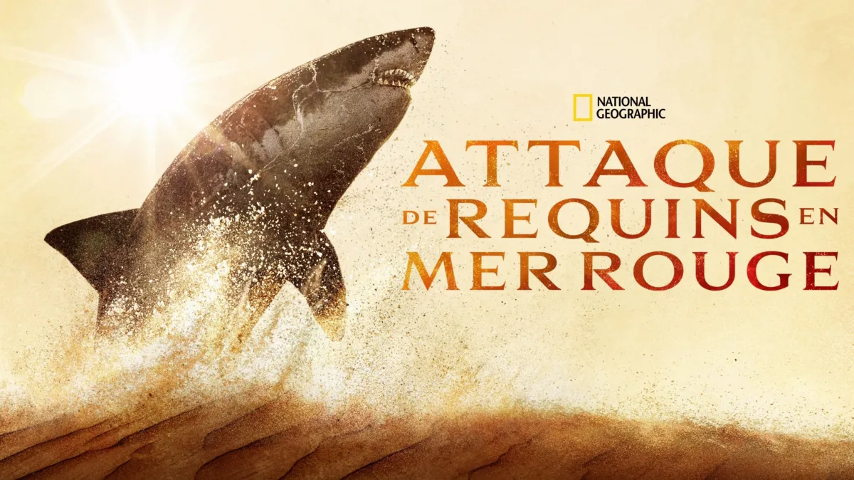 Regardez Attaque de requins en mer Rouge | Disney+
