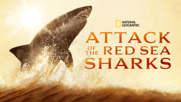 National Geographic Sharks Movies and Shows | Disney+