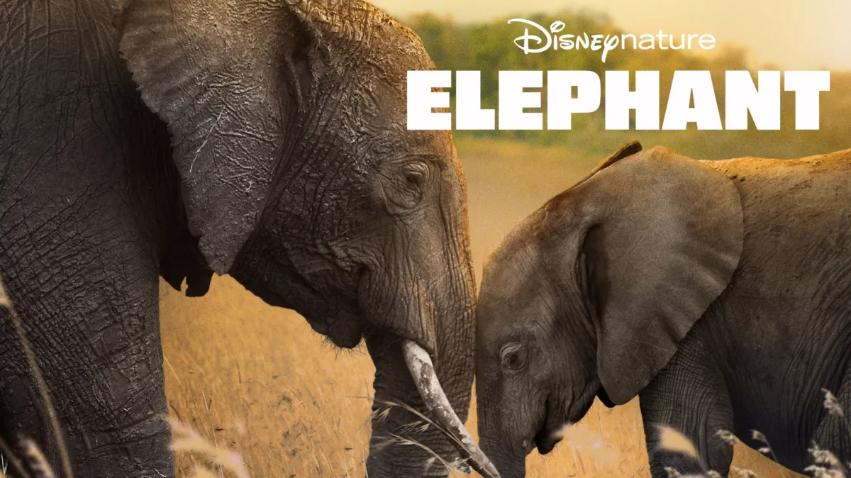 Watch Elephant | Full episodes | Disney+