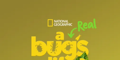 Watch A Real Bug's Life | Disney+