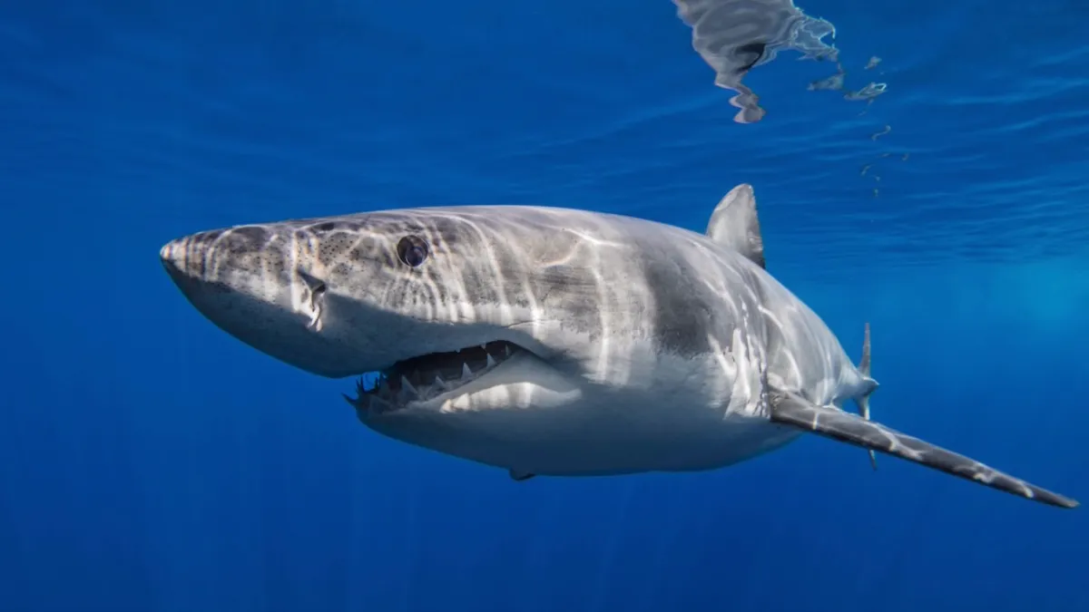 Watch Shark Week and SharkFest 2025 Without Cable | Hulu Guides